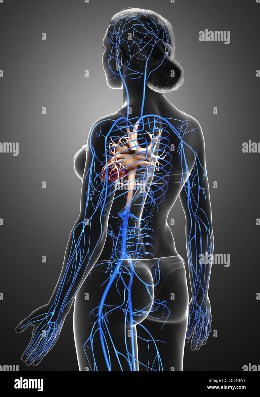 3d rendered medically accurate illustration of a female Veins anatomy ...