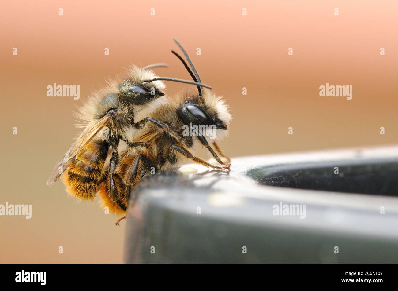 Red Mason Bees, Osmia rufa, pair on edge of flowerpot, garden, Norfolk ...