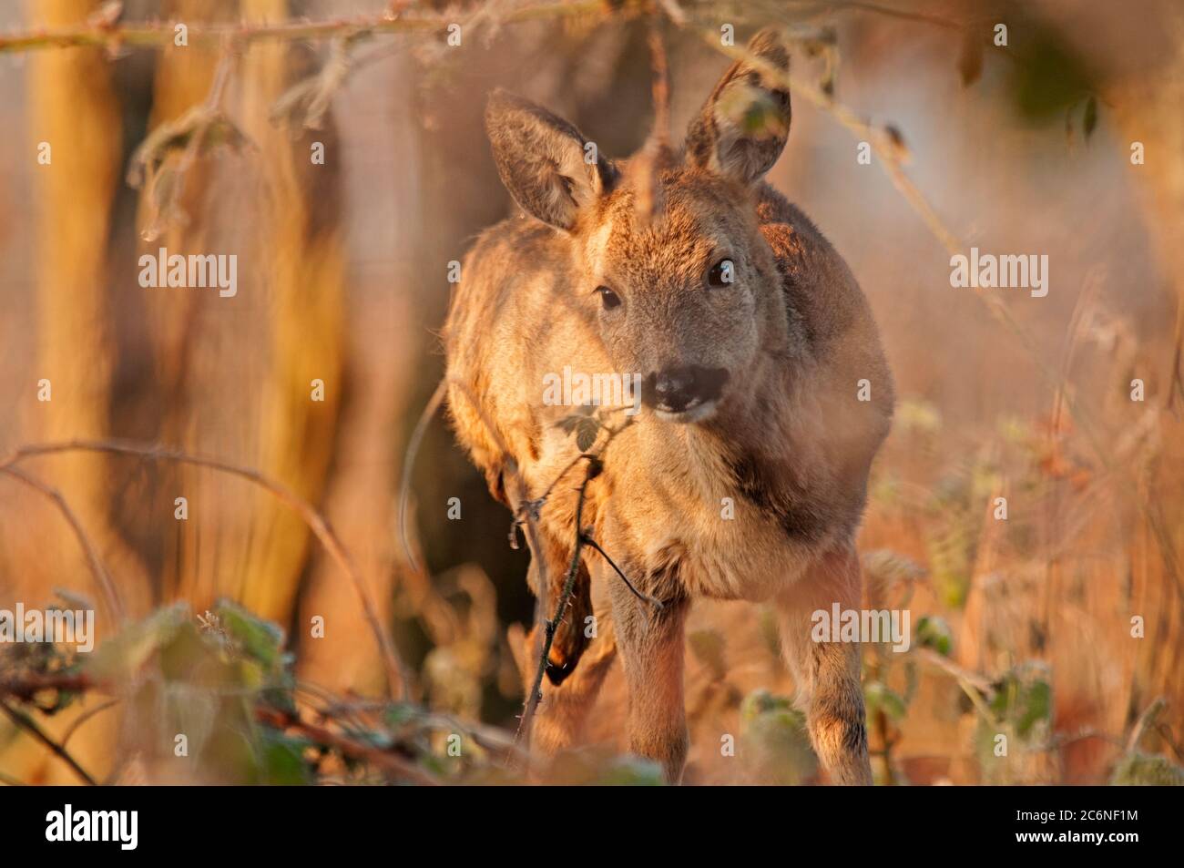 Roe deer in field wood hedge hi-res stock photography and images - Alamy