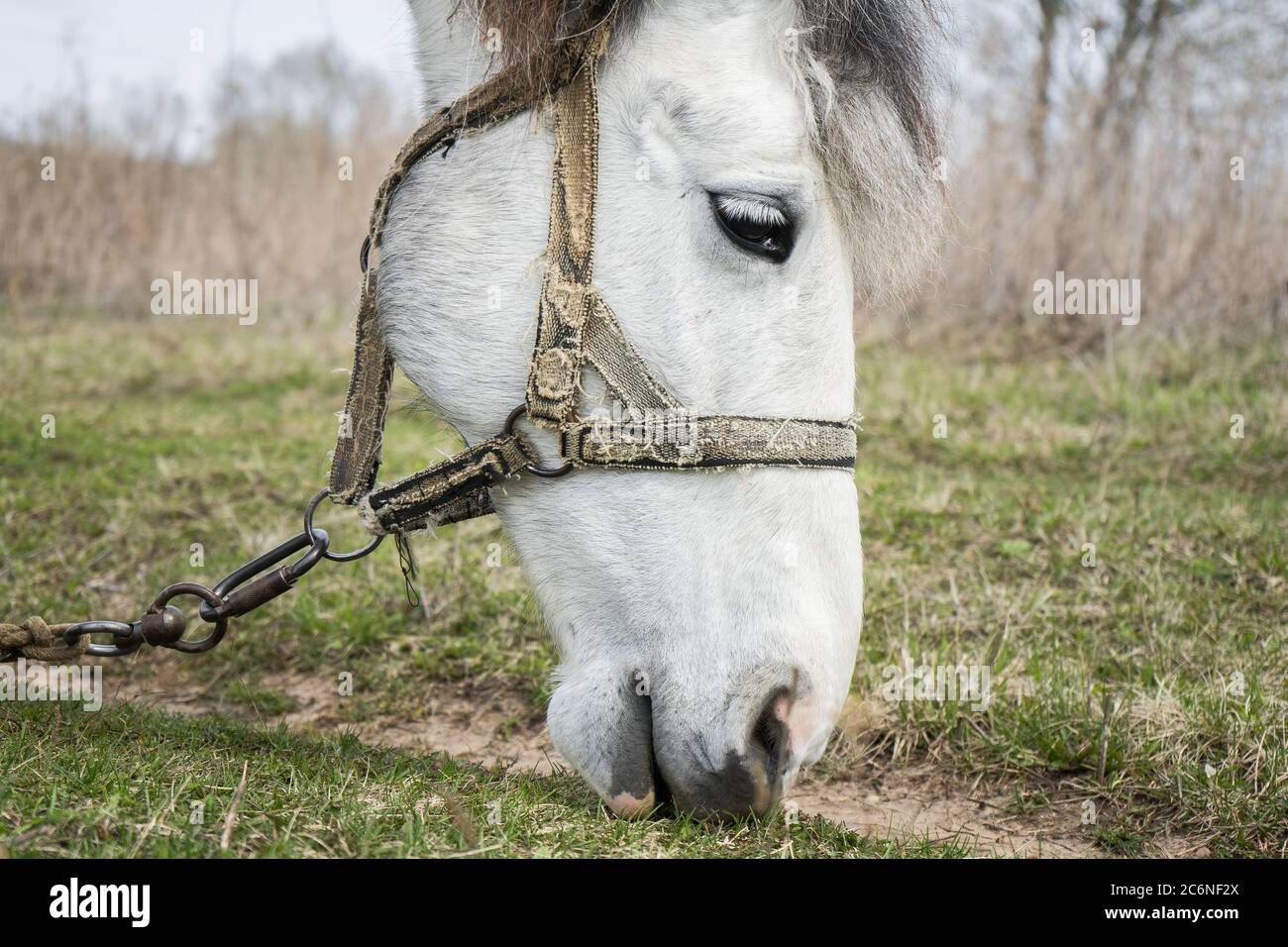 White horse walks on farm hi-res stock photography and images - Alamy
