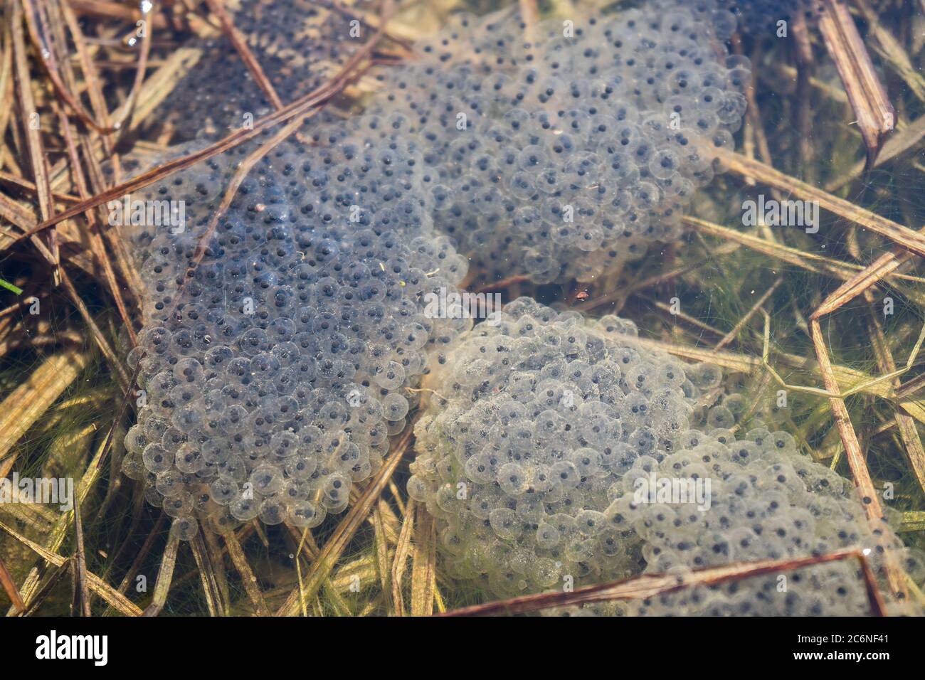 frog caviar in the water. The birth of frog tadpoles in the pond Stock ...