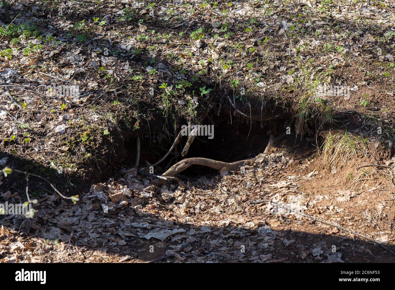 Underground animal hi-res stock photography and images - Alamy