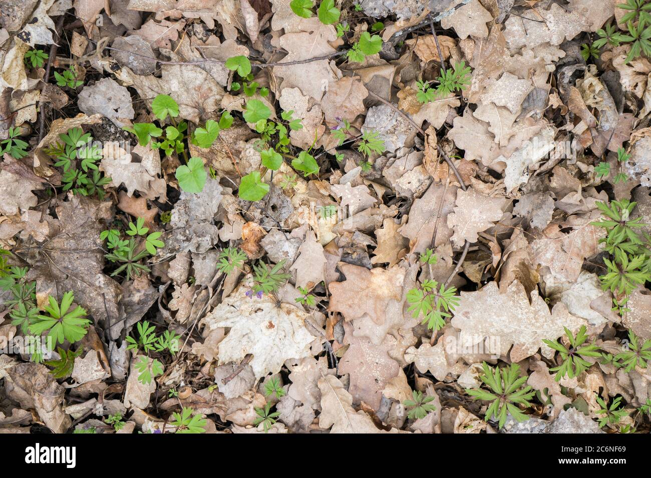 dry leaves and grass sprouts texture background. Oak leaves on the ...