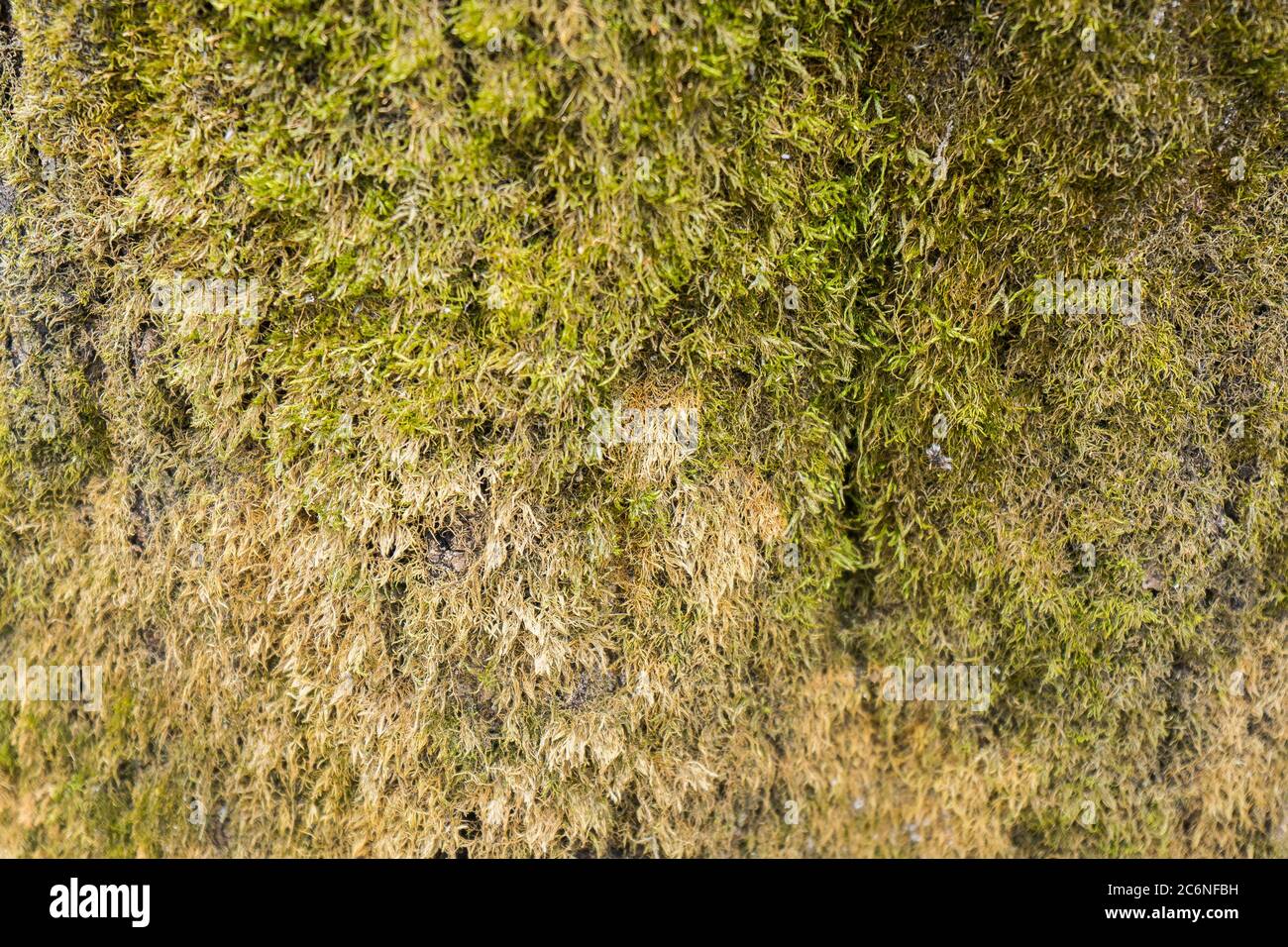 green moss texture on the background. Moss Wallpaper Stock Photo - Alamy