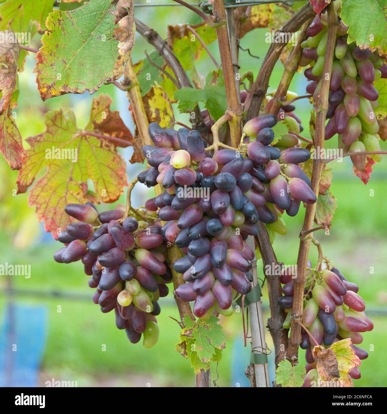 Weinrebe Vitis Souvenier, Vine Vitis souvenir Stock Photo - Alamy