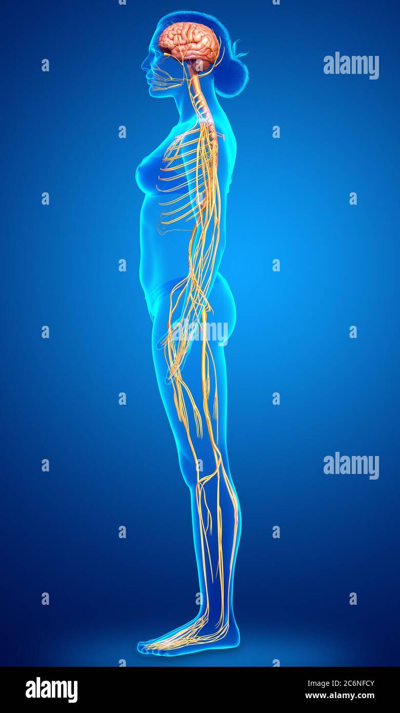 3d rendered medically accurate illustration of a female nervous system ...