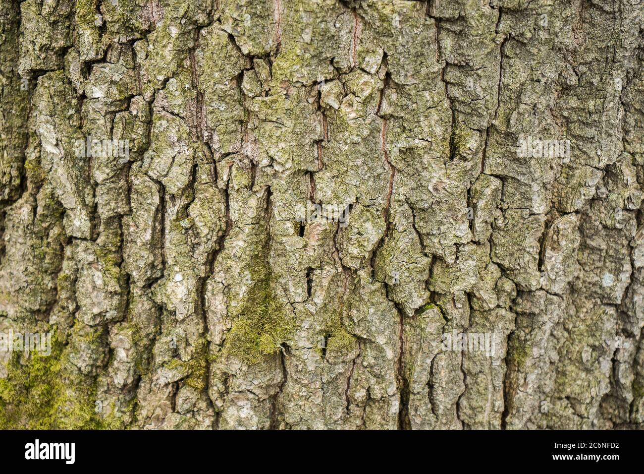 Tree bark texture on background. Wood on wallpaper Stock Photo - Alamy