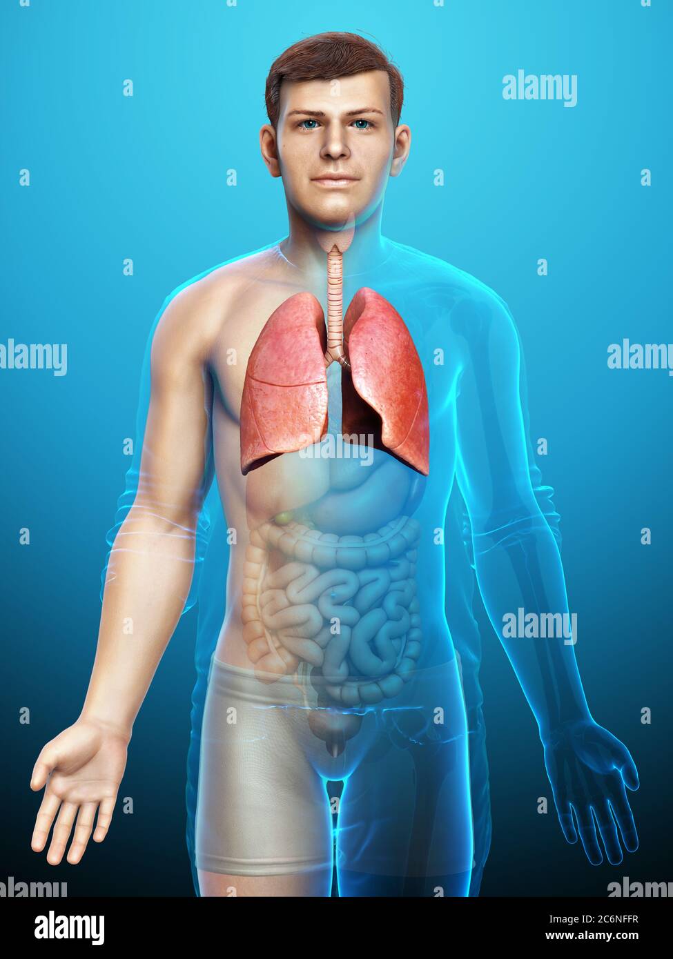 3d rendered, medically accurate illustration of a male lung anatomy ...