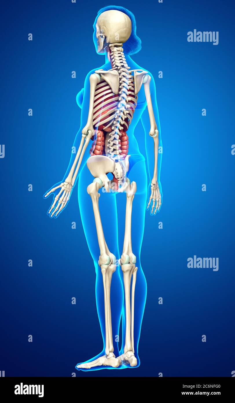 3d rendered medically accurate illustration of female Internal organs ...