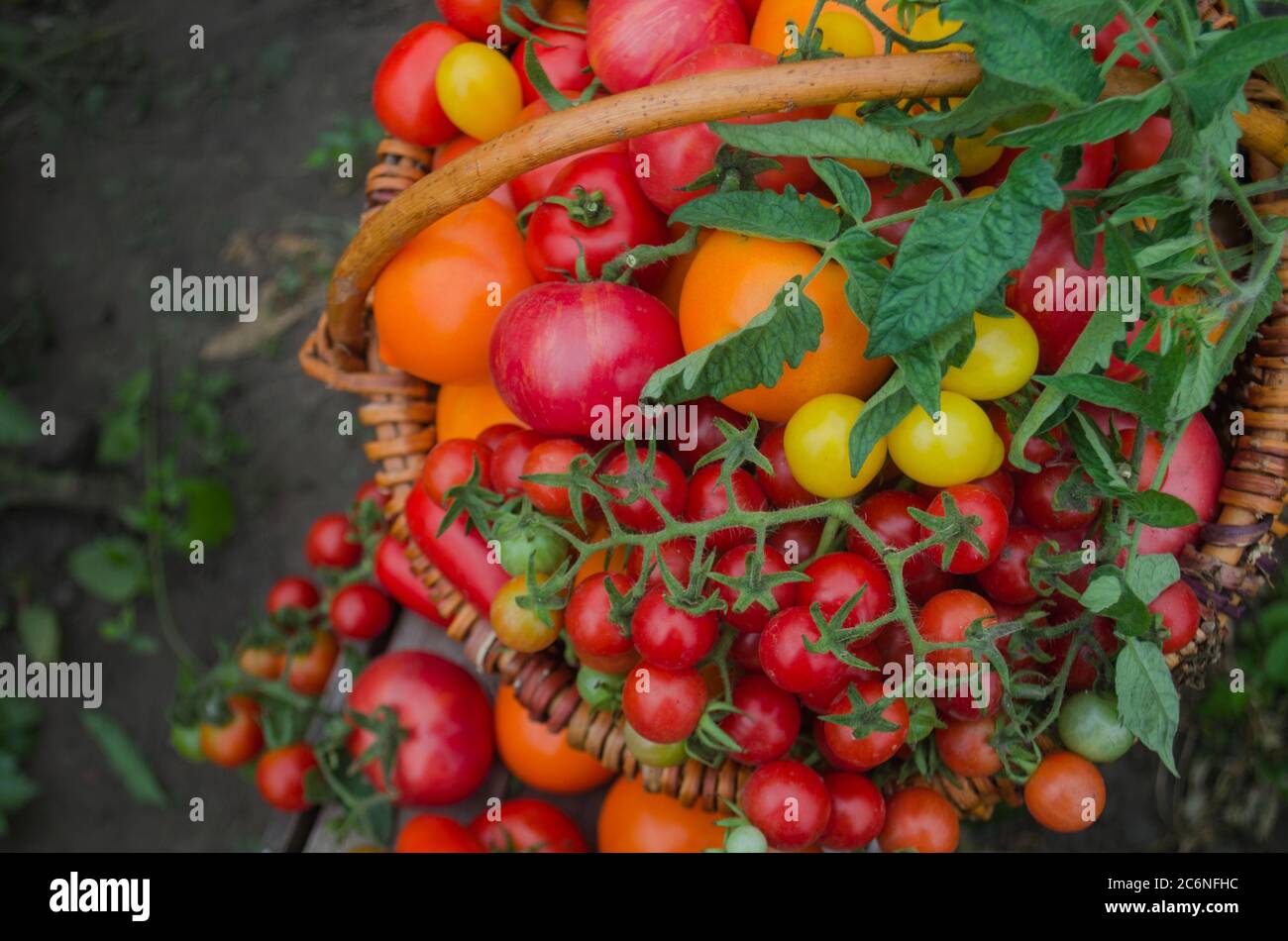 Large basket full of different tomatoes. Ripe tomatoes in a basket on ...