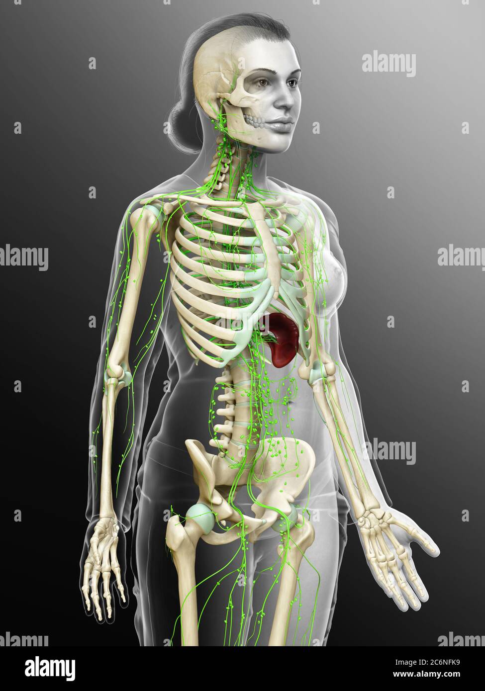 3d rendered medically accurate illustration of a female lymphatic ...