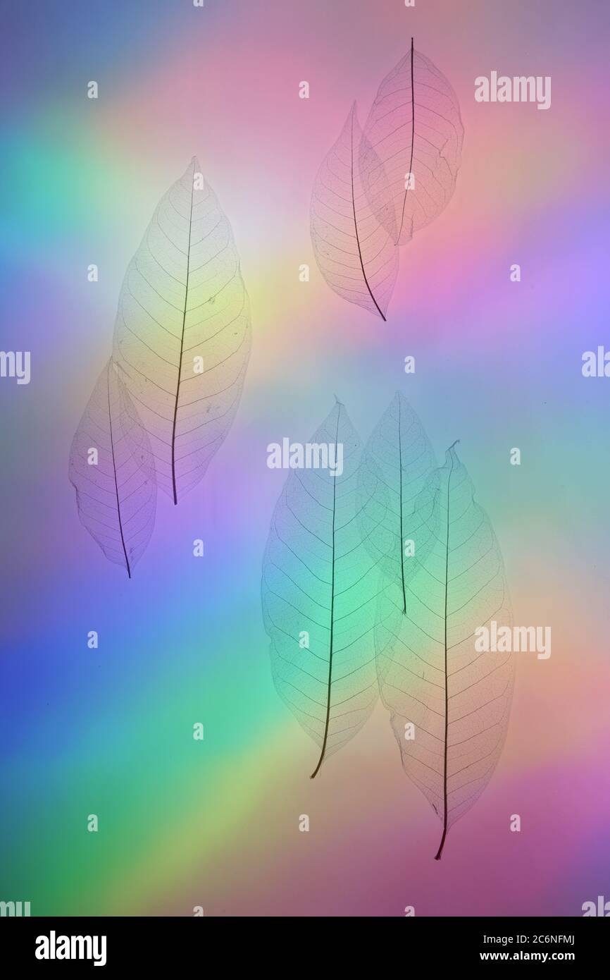 translucent leaves illuminated by holographic lights Stock Photo - Alamy
