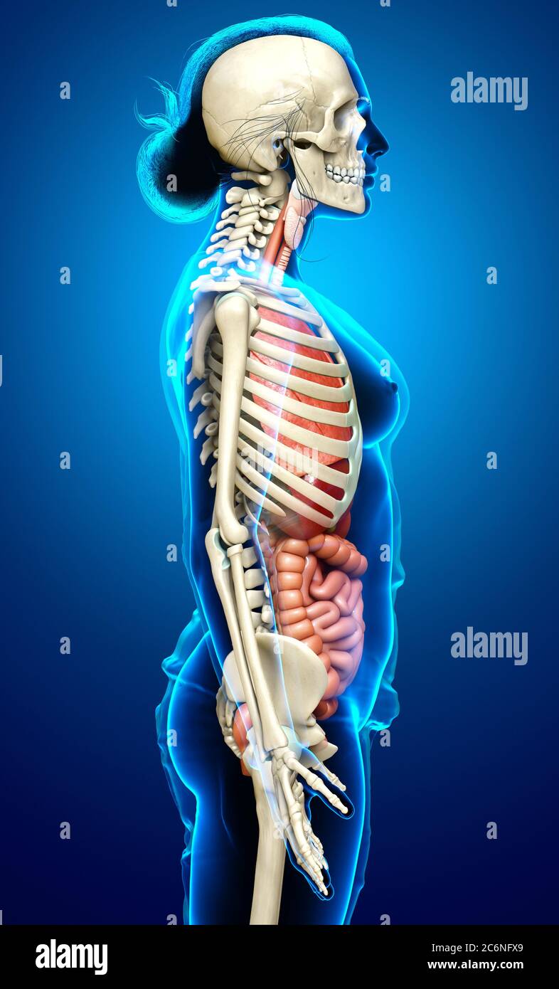 3d rendered medically accurate illustration of female Internal organs ...