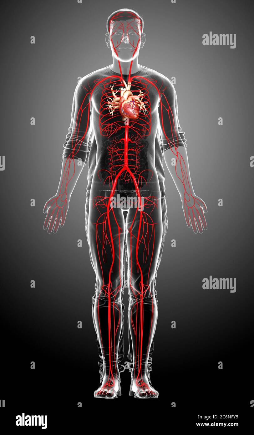 3d rendered medically accurate illustration of male arteries Stock ...