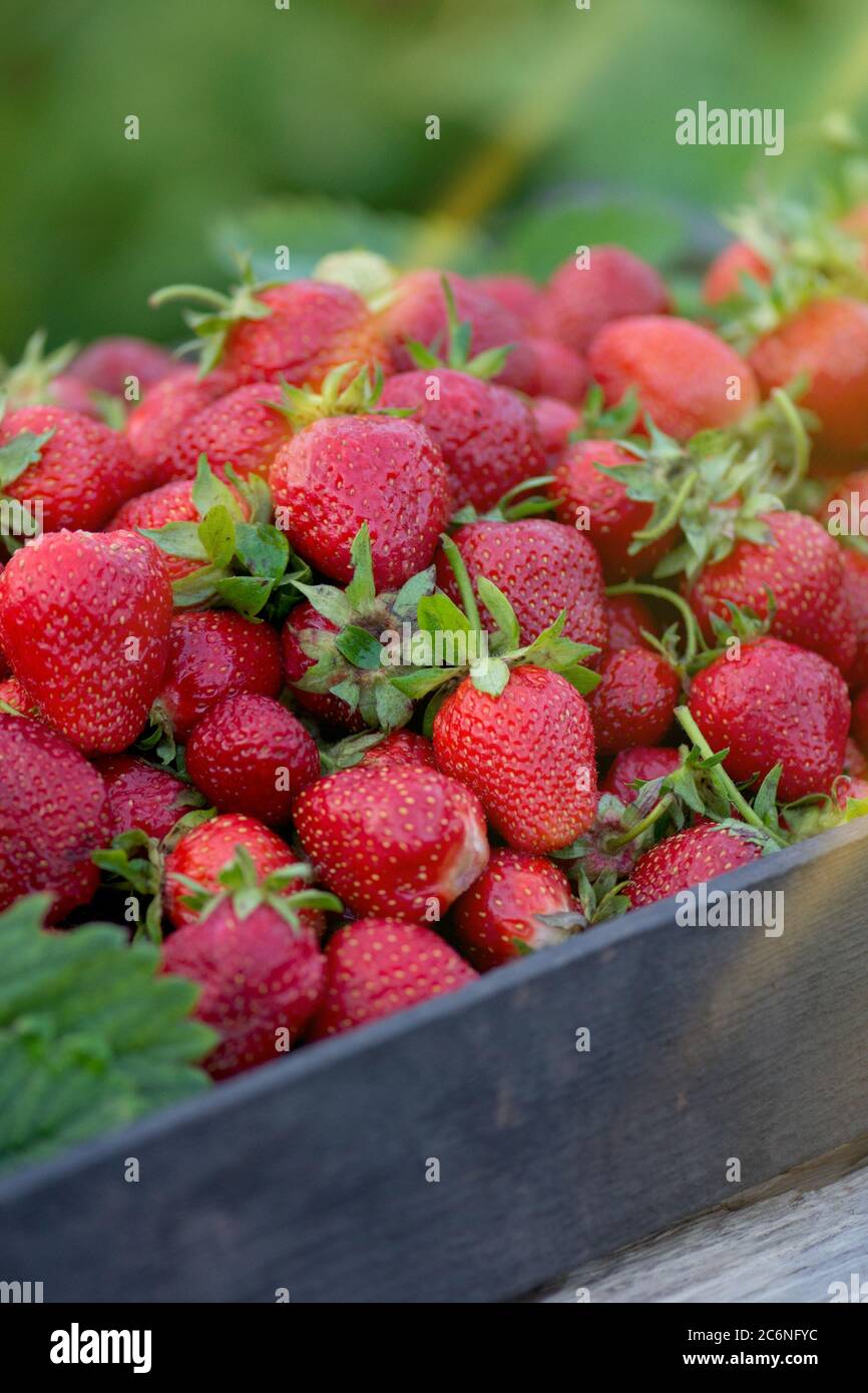 Collection of fresh strawberries in baskets. Crate of red strawberry ...