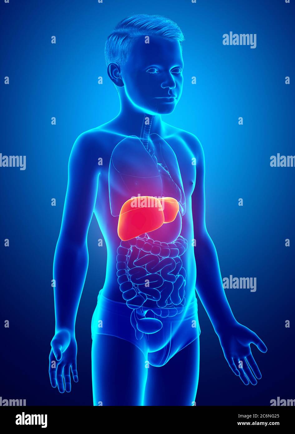 3d rendered, medically accurate illustration of young boy Liver Anatomy ...