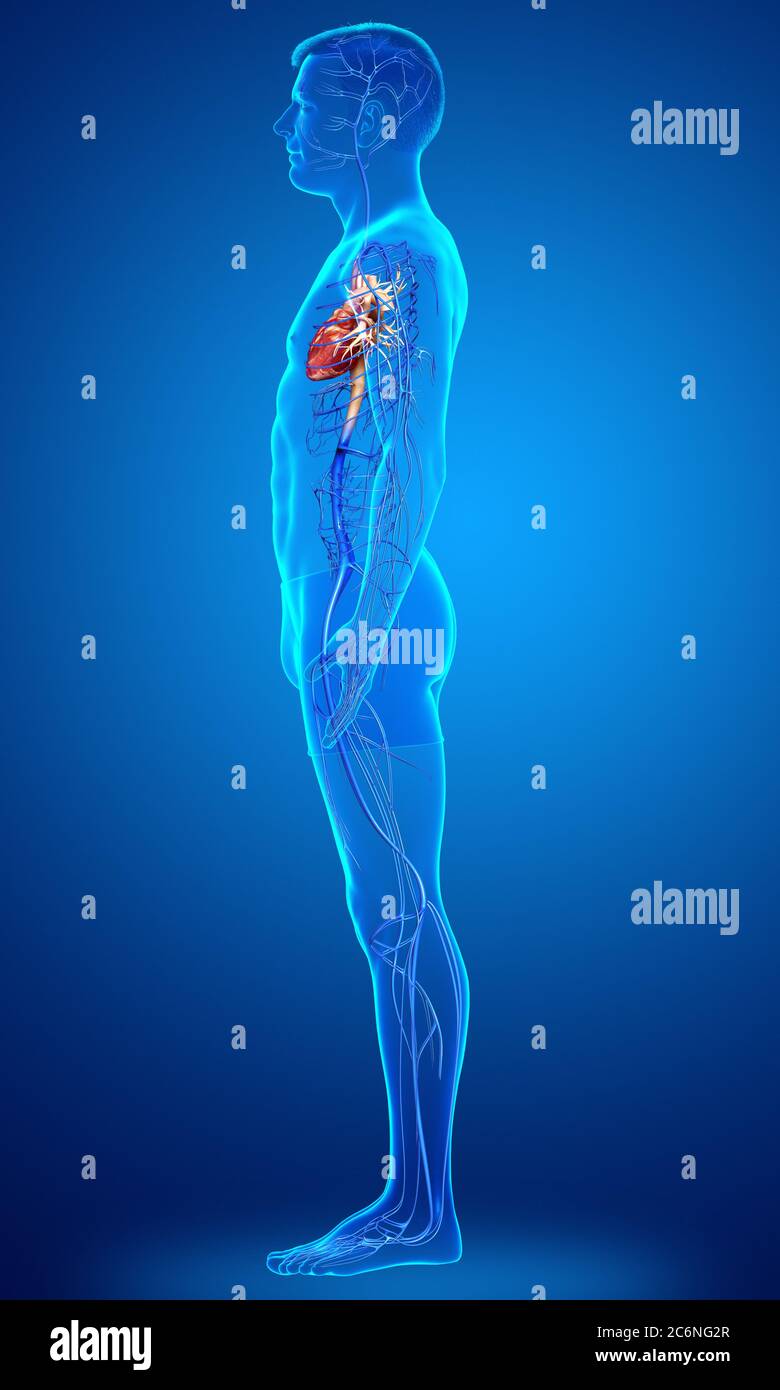 3d rendered medically accurate illustration of a male Veins anatomy ...