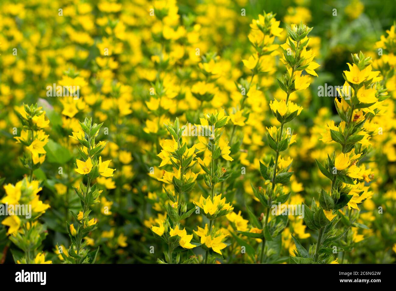 yellow field of Lysimachia punctata. blurred background Stock Photo - Alamy