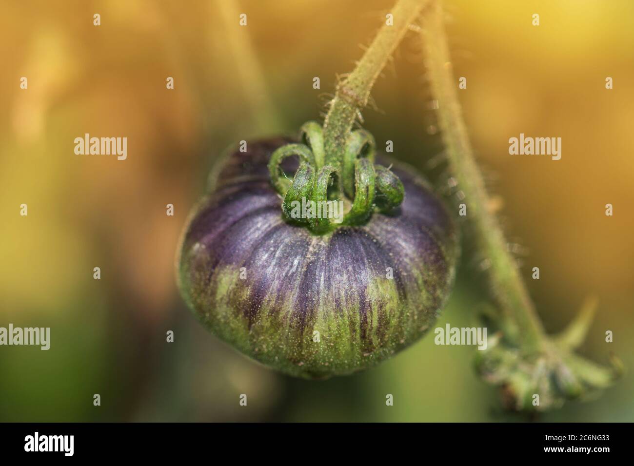 Tiger tomatoes hi-res stock photography and images - Alamy