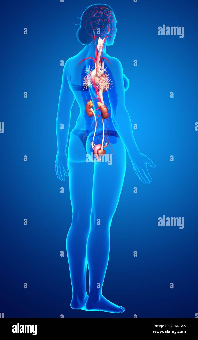3d rendered, medically accurate illustration of the female kidneys and ...