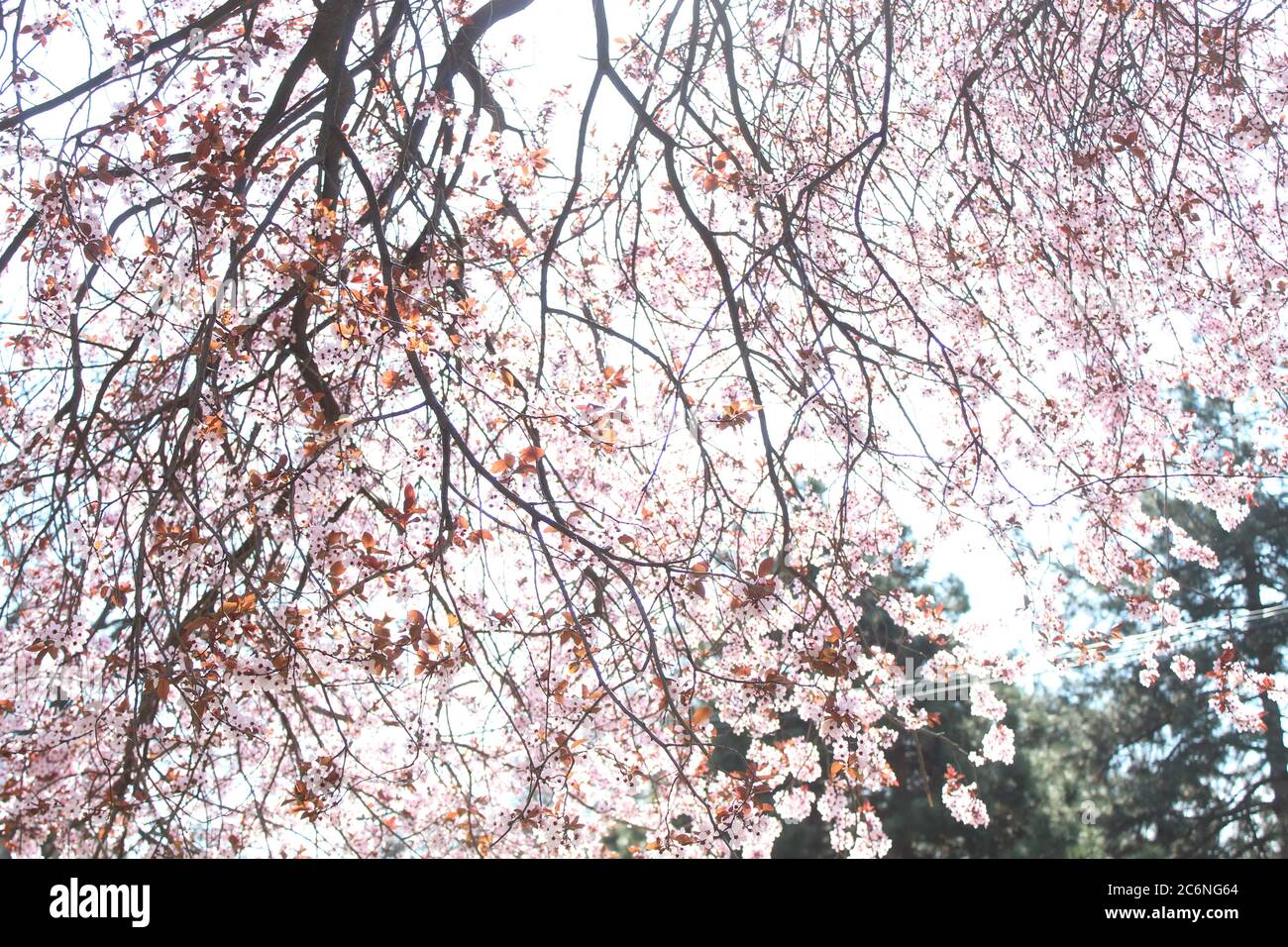 Spring tree colors hi-res stock photography and images - Alamy