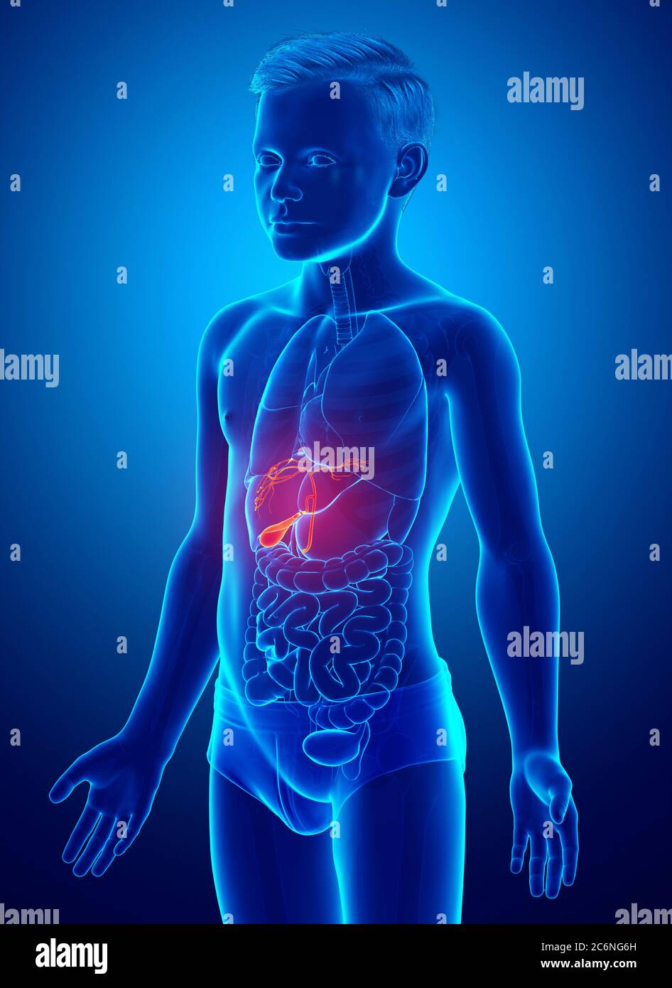 3d rendered medically accurate illustration of boy Organs Gallbladder ...