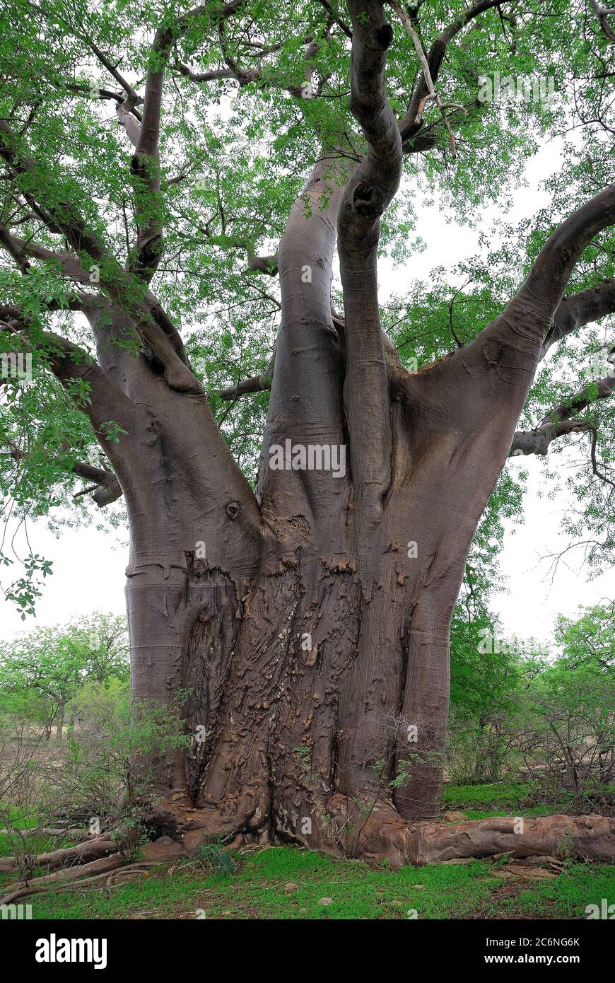 Adansonia digitata, Adansonia digitata Stock Photo - Alamy