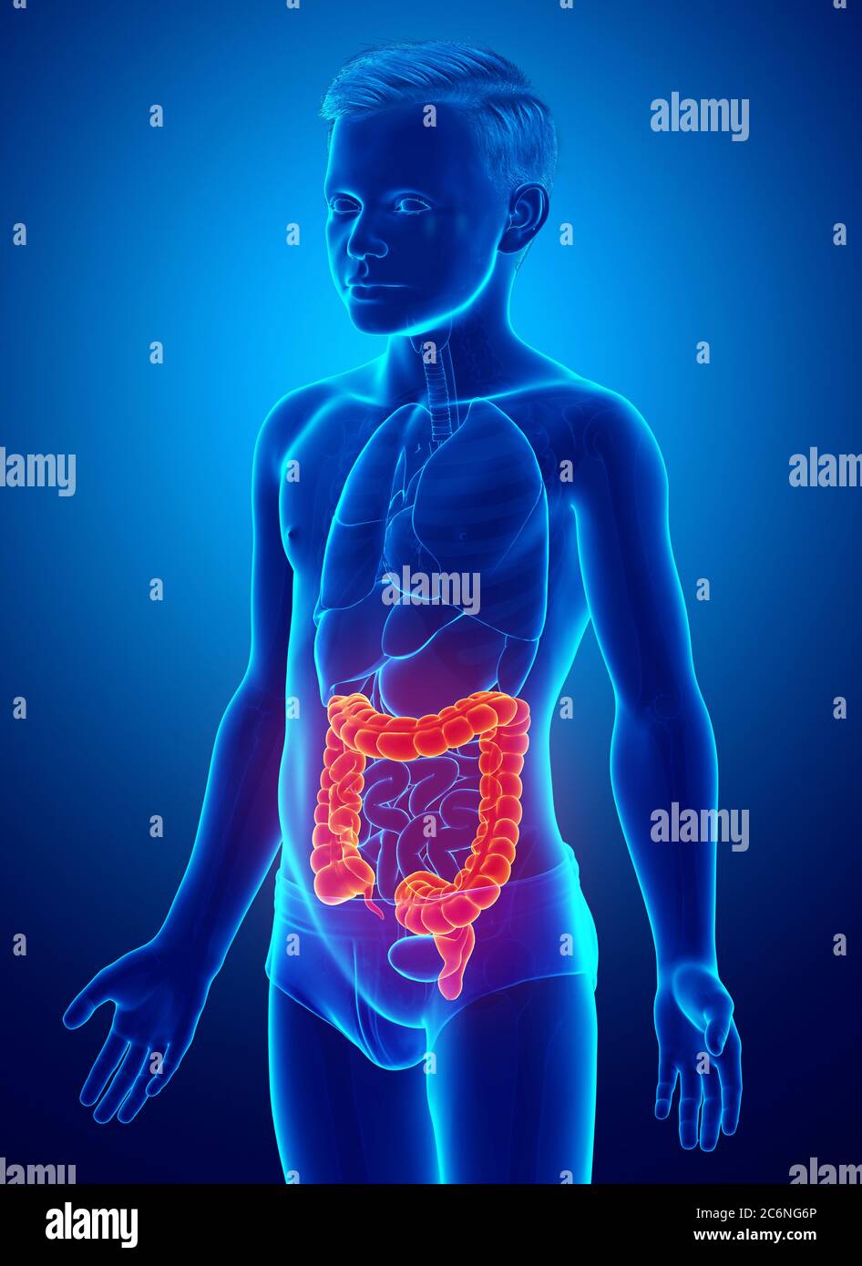 3d rendered, medically accurate illustration of boy large intestine ...