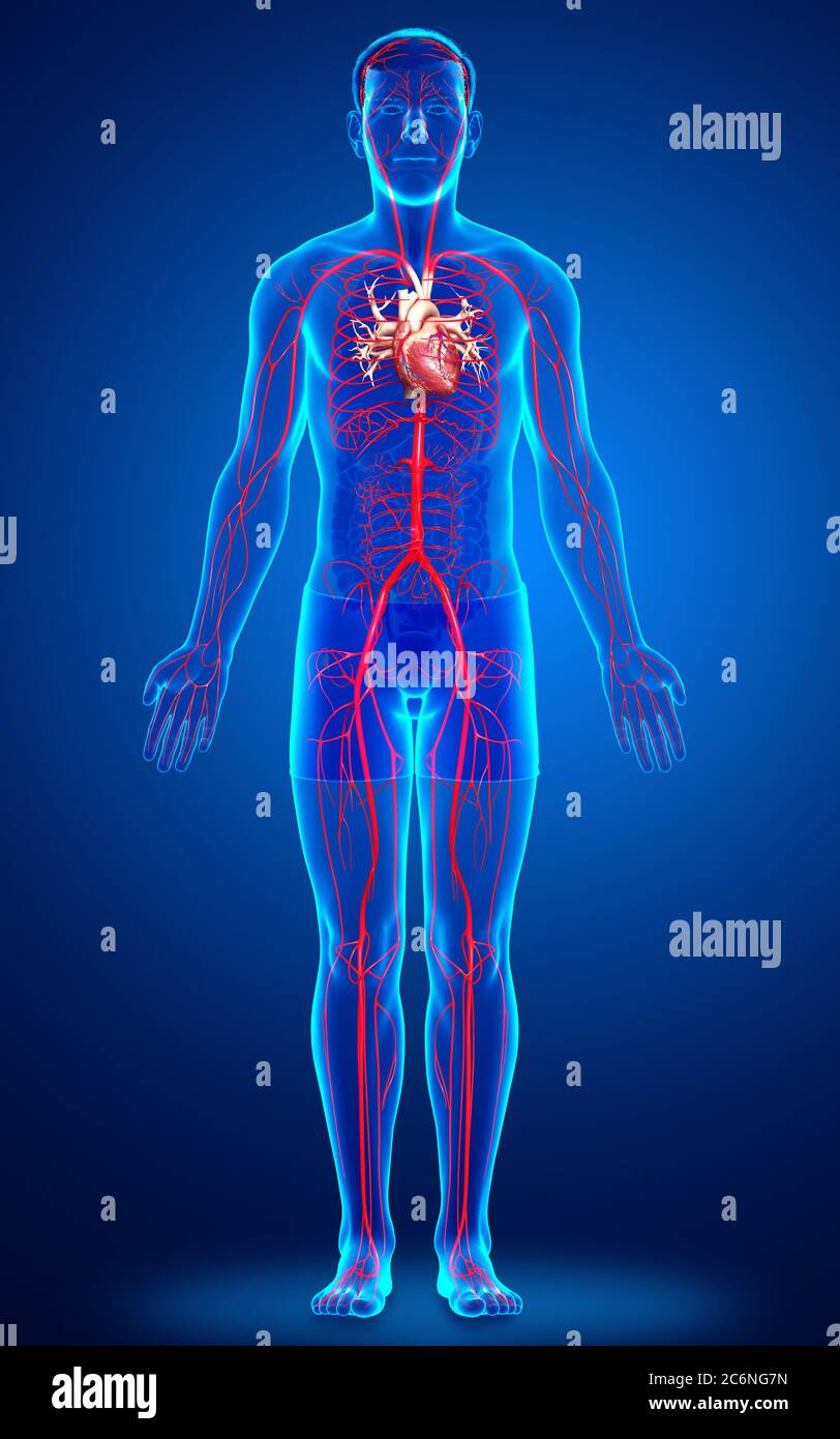 3d rendered medically accurate illustration of male arteries Stock ...