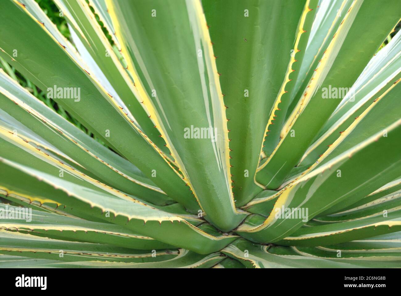 Agave Agave angustifolia Marginata, Agave Agave angustifolia marginata ...
