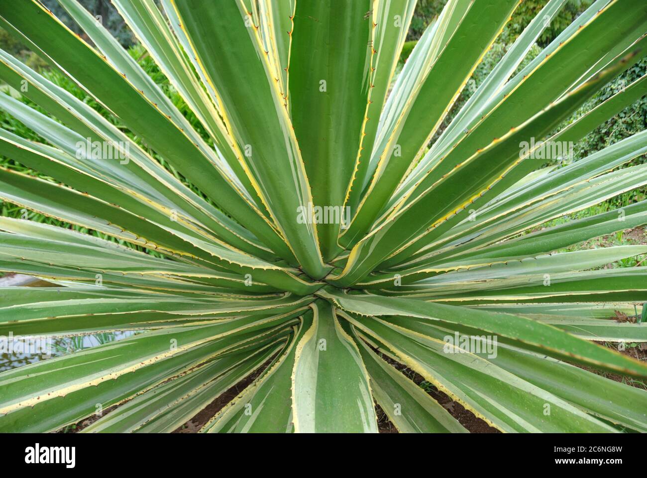 Agave Agave angustifolia Marginata, Agave Agave angustifolia marginata ...