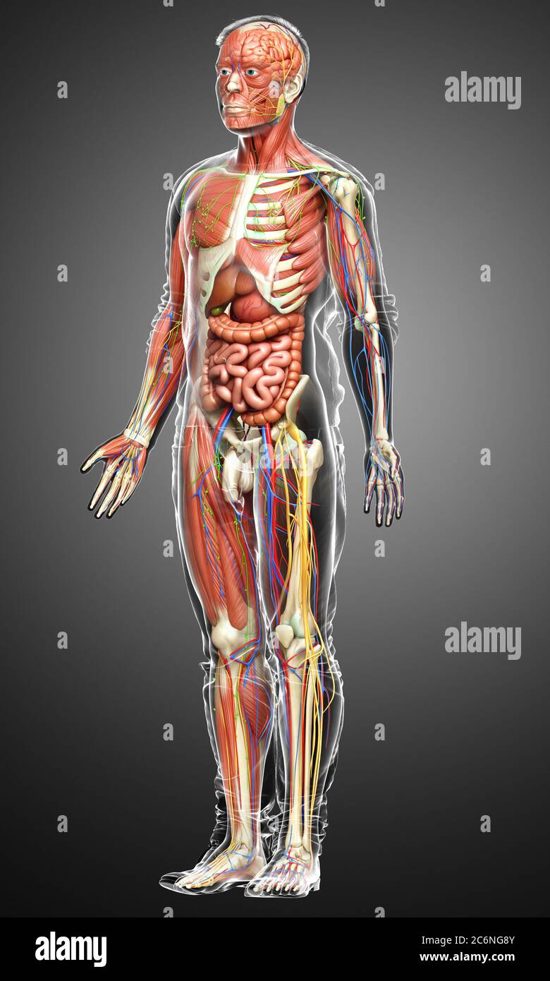 3d rendered medically accurate of the male anatomy Stock Photo - Alamy