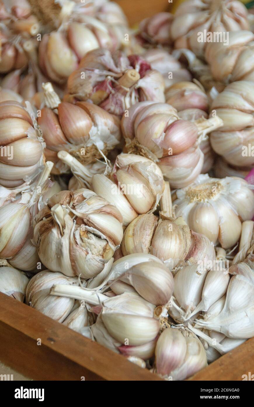 Knoblauch Allium sativum, Garlic Allium sativum Stock Photo - Alamy