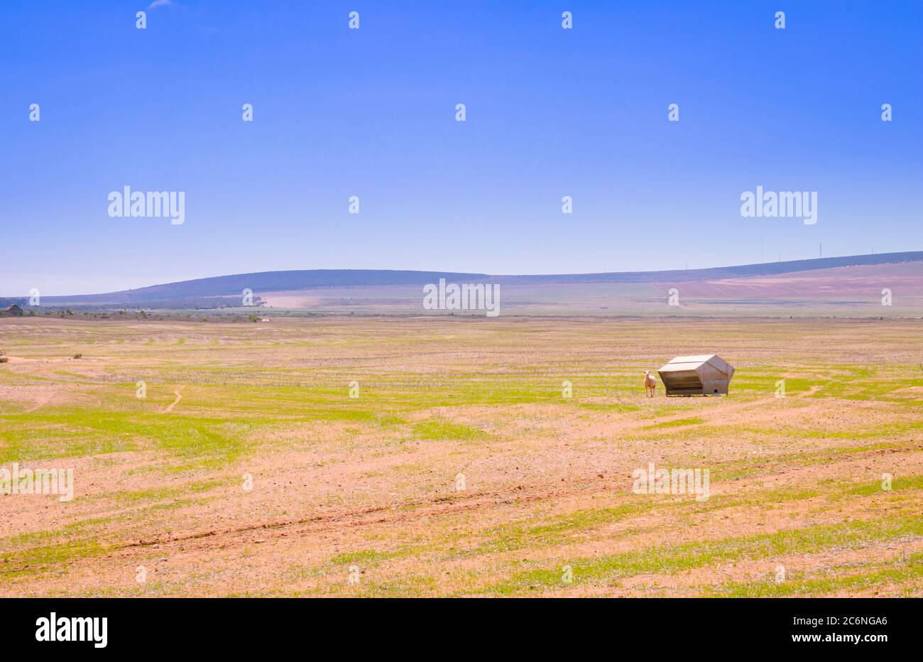 Dry, arid farming landscape with a single sheep, South Africa Stock ...