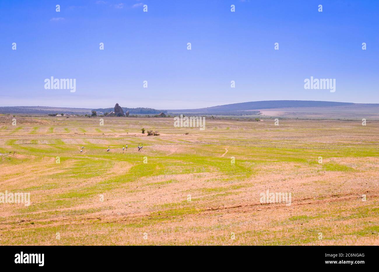 Dry, arid farming landscape with a flock of blue crane birds ...