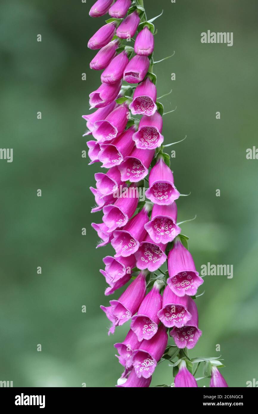 Close up image of a Foxglove with a dark green background Stock Photo ...