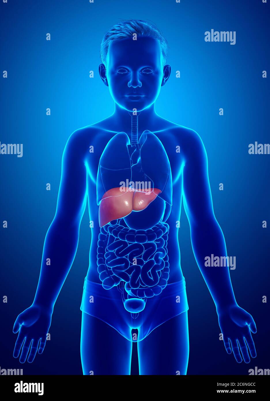 3d rendered, medically accurate illustration of young boy Liver Anatomy ...
