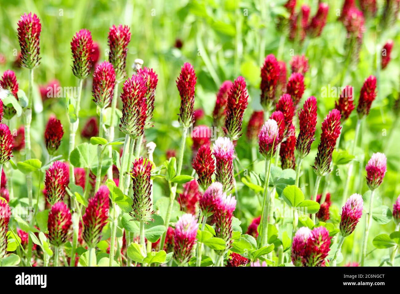 Crimson clover or Italian clover (Trifolium incarnatum) growing in the ...
