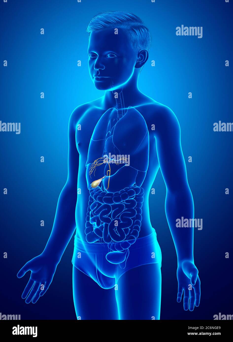 3d rendered medically accurate illustration of young boy Organs ...