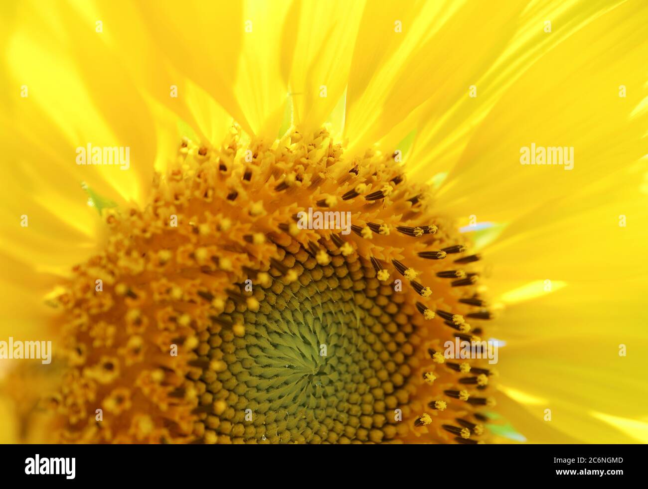 Pollen texture hi-res stock photography and images - Alamy