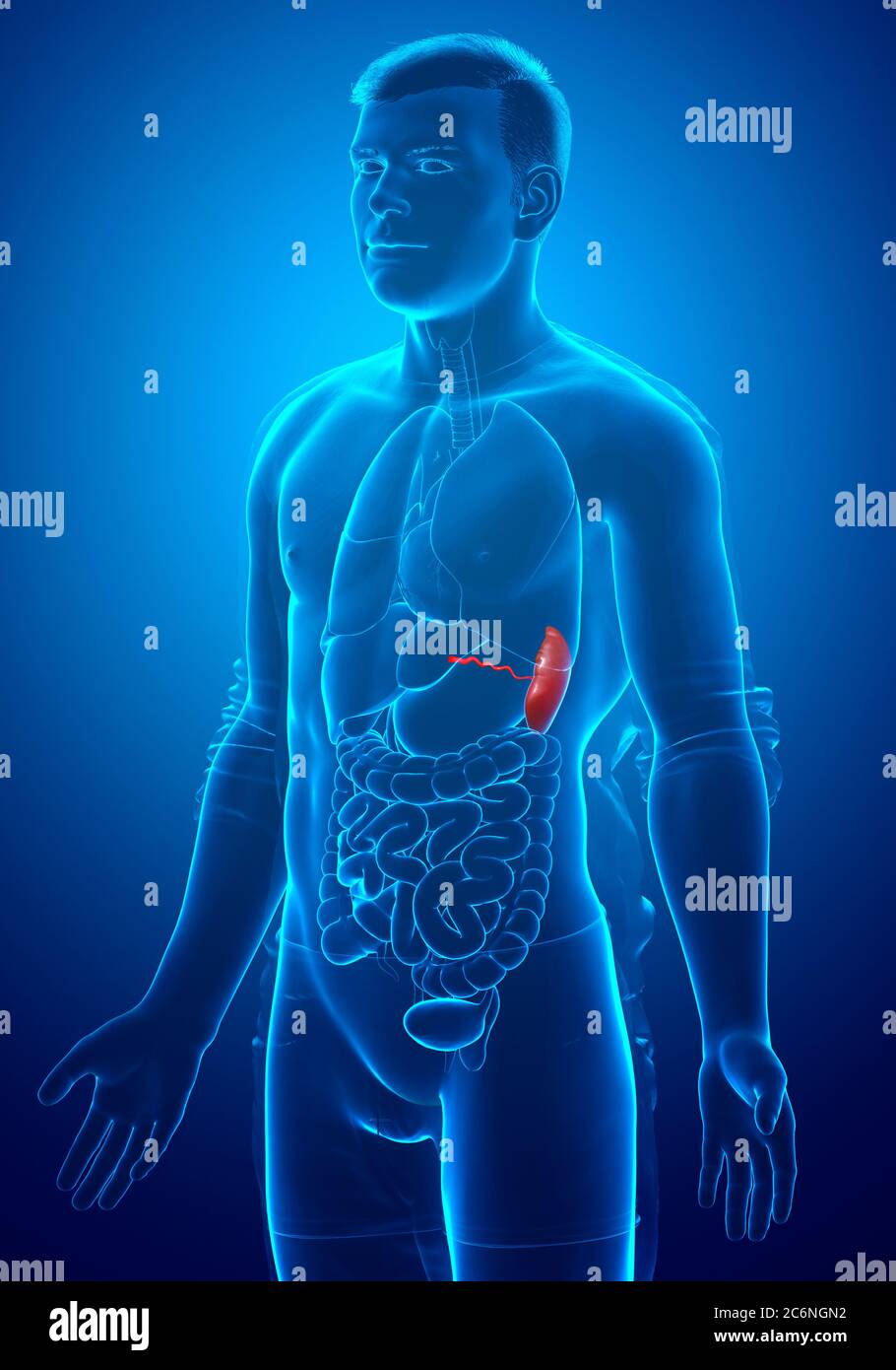 3d rendered, medically accurate illustration of a male Spleen Anatomy ...