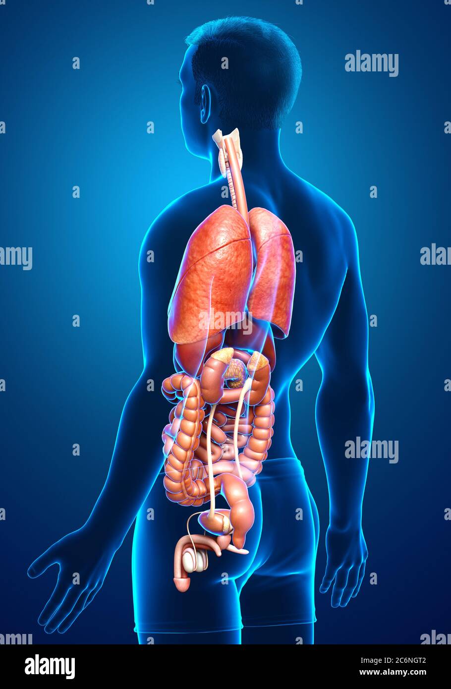 3d rendered medically accurate illustration of male Internal organs ...