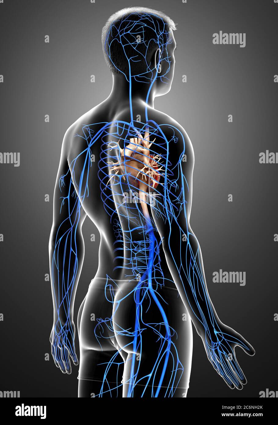 3d rendered medically accurate illustration of a male Veins anatomy ...