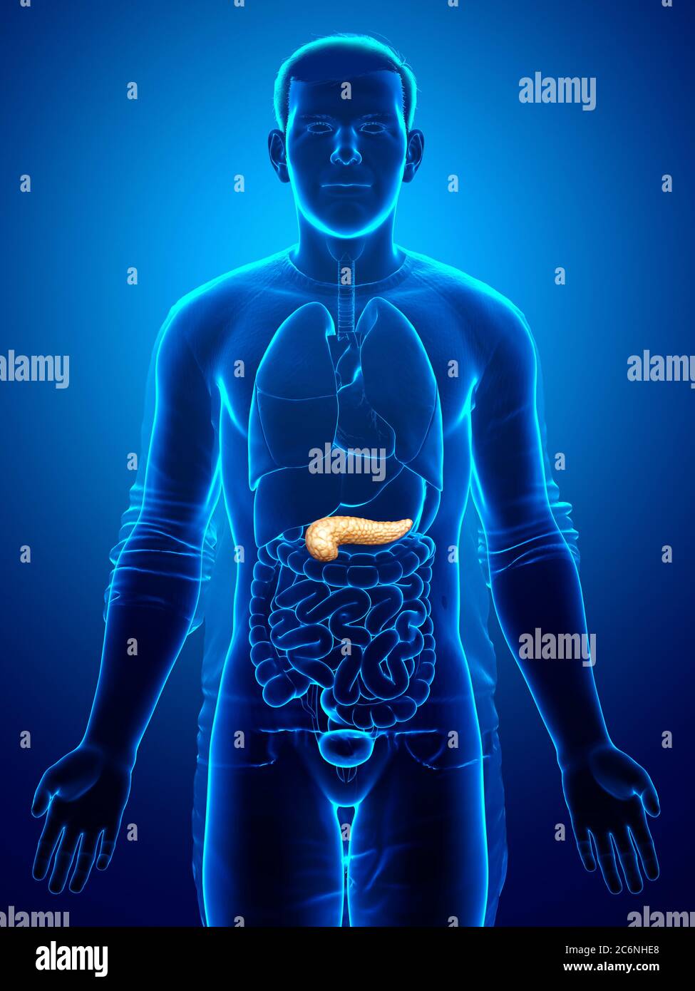 3d rendered, medically accurate illustration of a male pancreas Stock ...