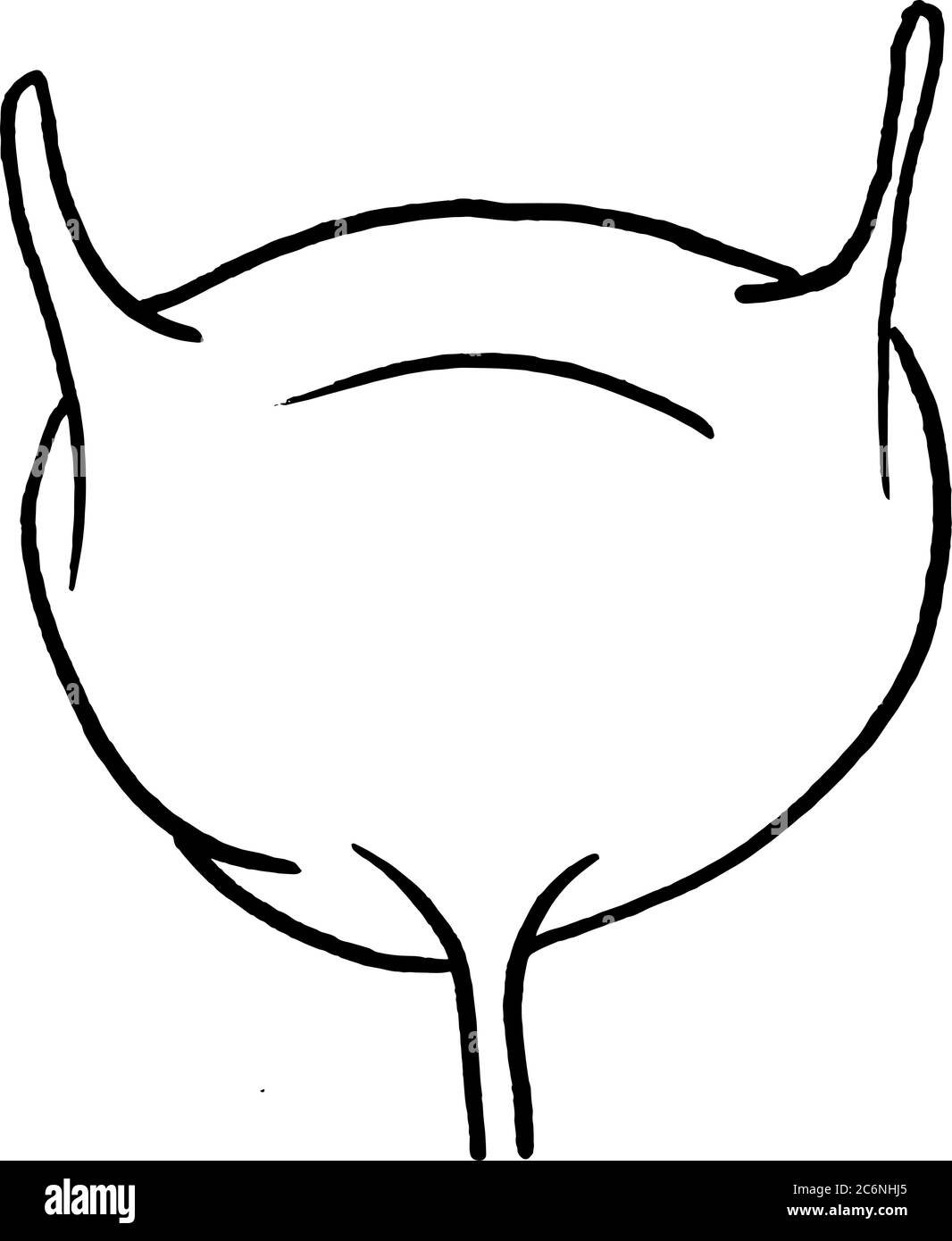 Contour vector outline drawing of human bladder organ. Medical design ...