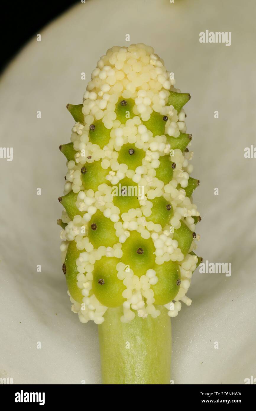 Bog arum calla hi-res stock photography and images - Alamy