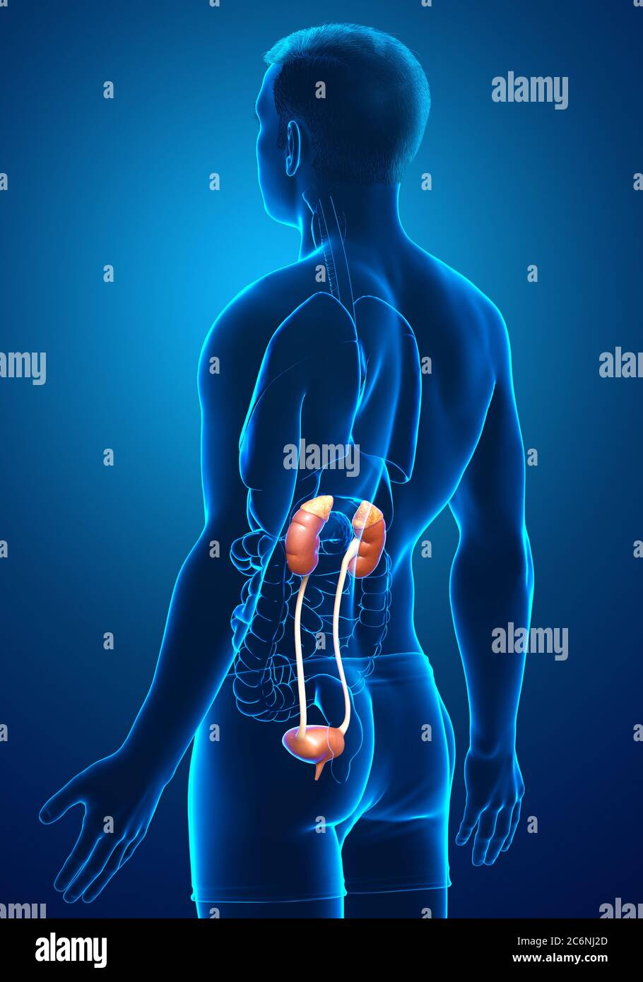 3d rendered, medically accurate illustration of the kidneys Stock Photo ...