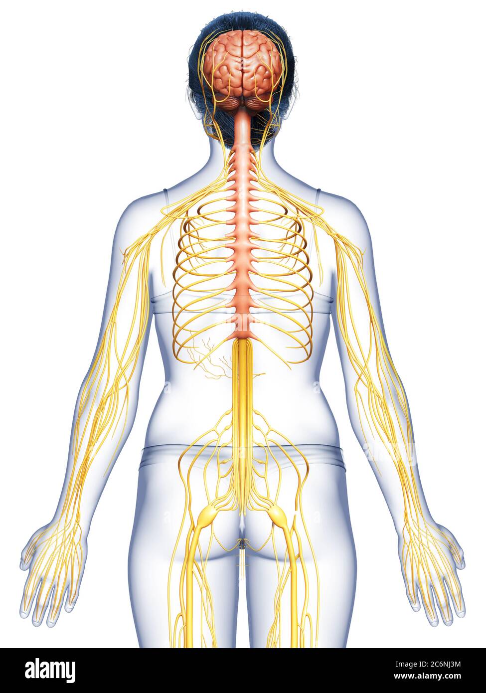 3d rendered medically accurate illustration of a female nervous system ...