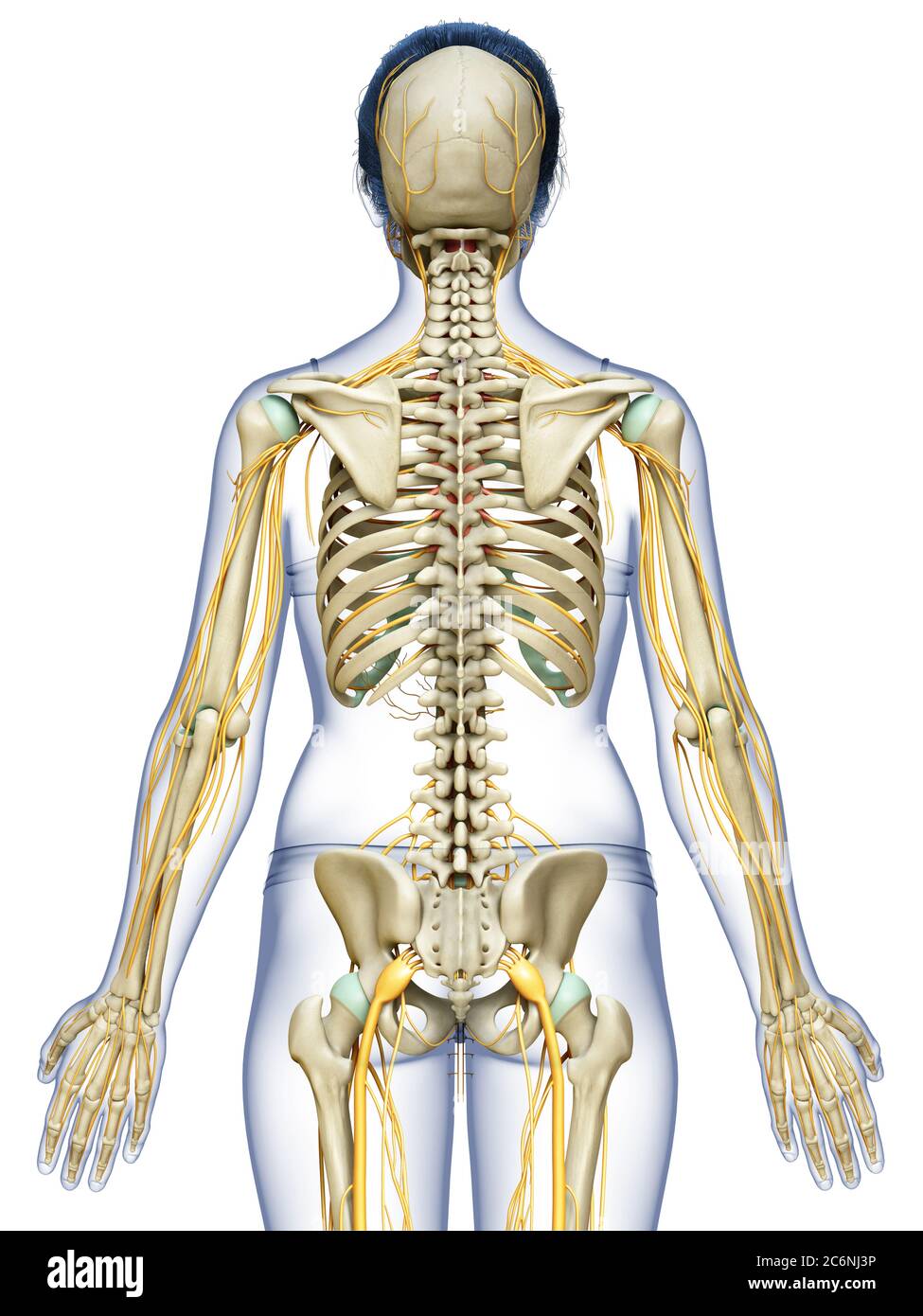 3d rendered medically accurate illustration ofa female nervous system ...