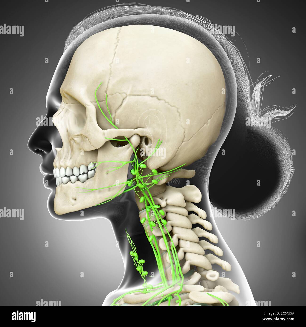 Lymphatic System Face High Resolution Stock Photography and Images - Alamy